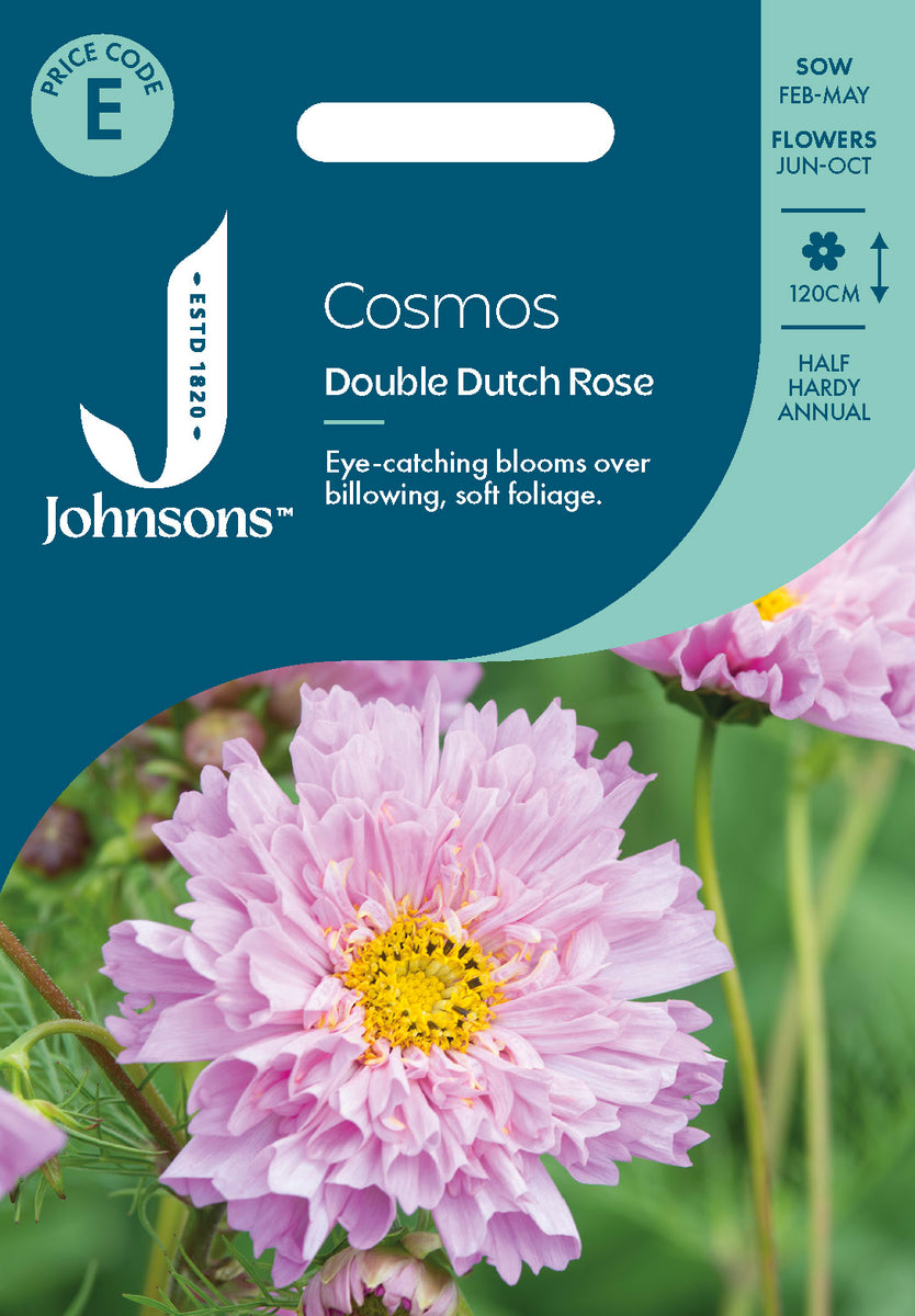 Cosmos Double Dutch Rose – Milestone Garden Centre