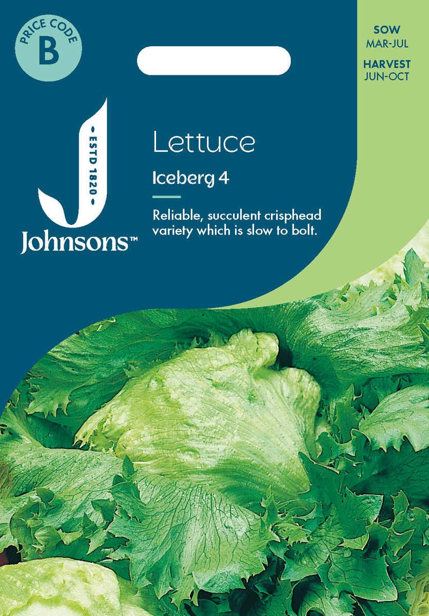 Lettuce Iceberg – Milestone Garden Centre