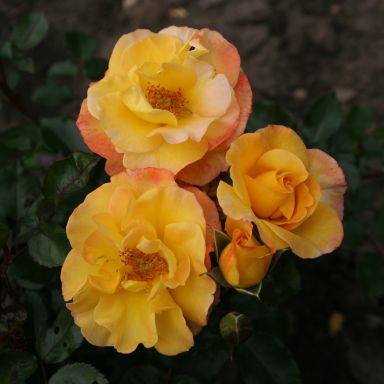 Bright Smiles Bush Rose – Milestone Garden Centre