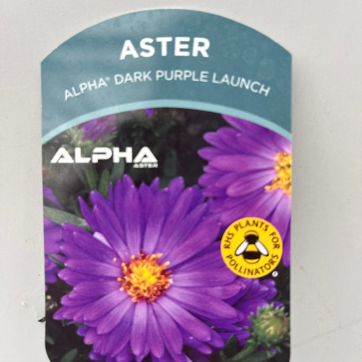 Aster Alpha Purple Dark Launch – Milestone Garden Centre