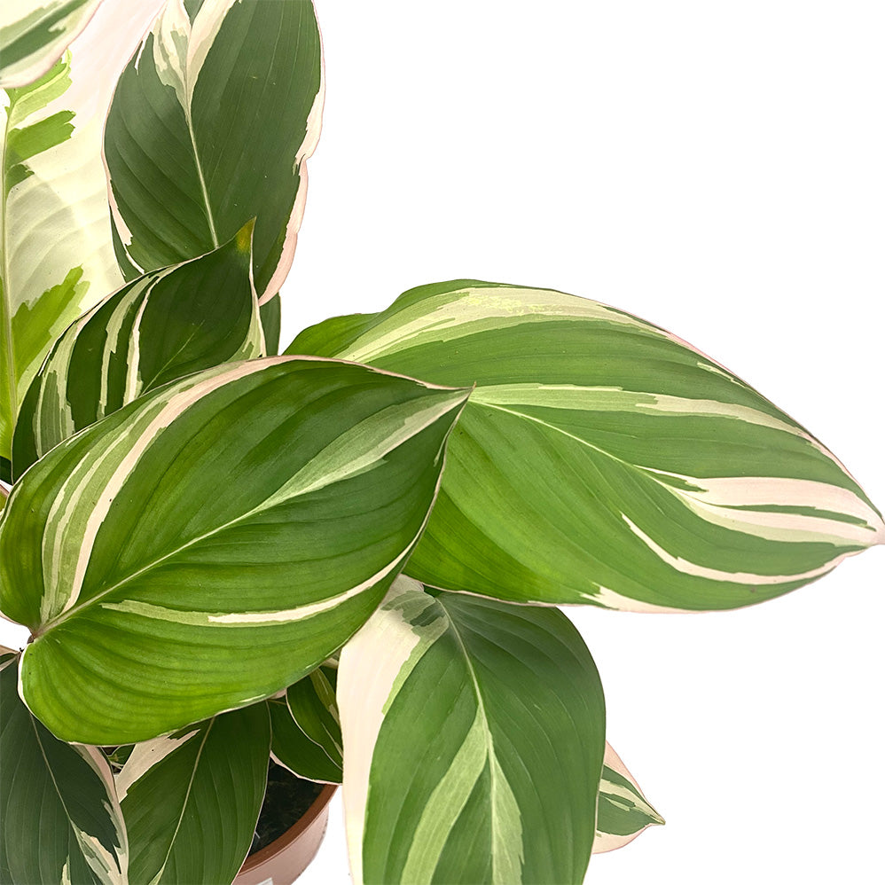 Calathea Princess – Milestone Garden Centre