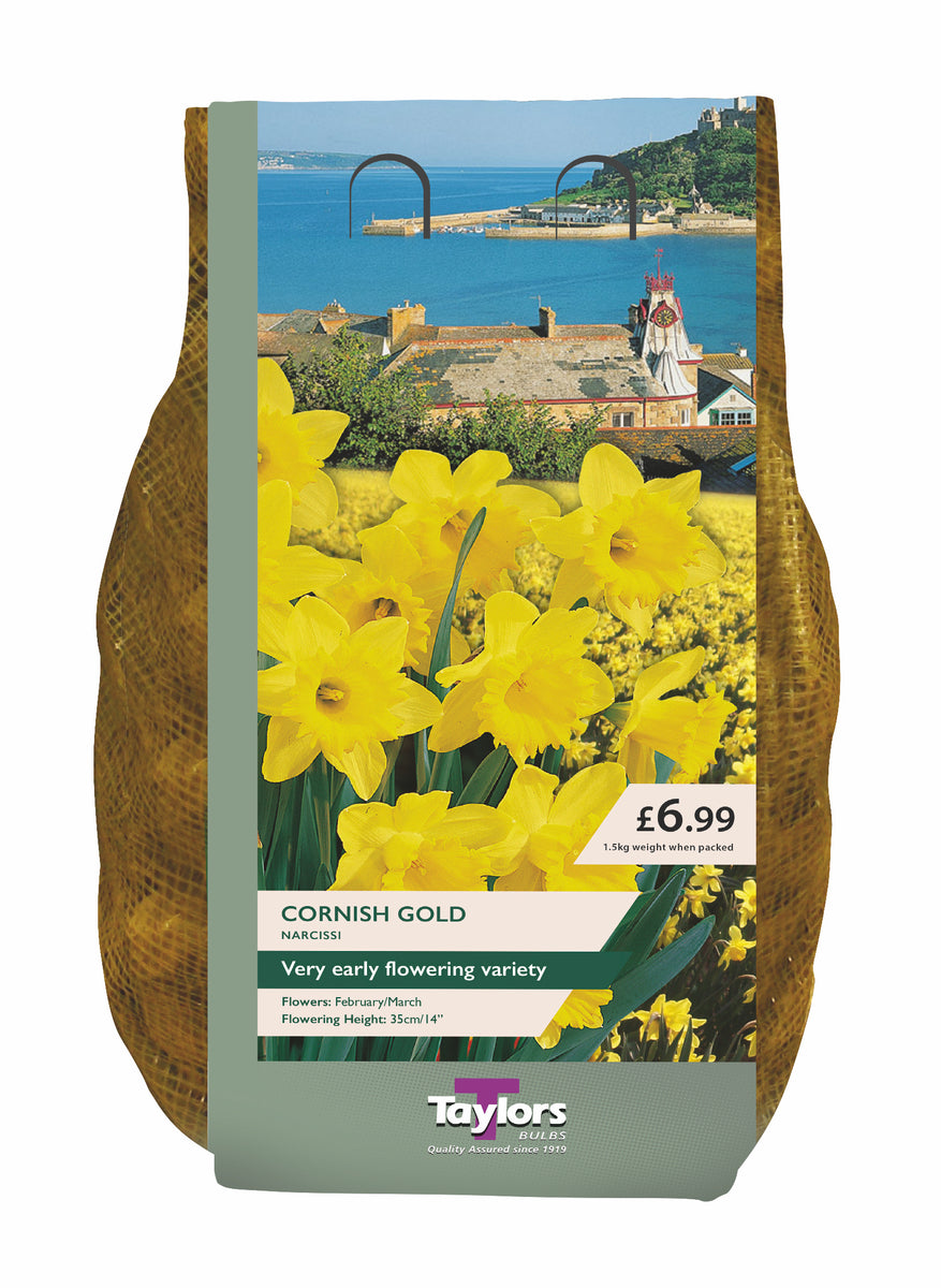 Narcissus Cornish Gold Carri-Pack – Milestone Garden Centre