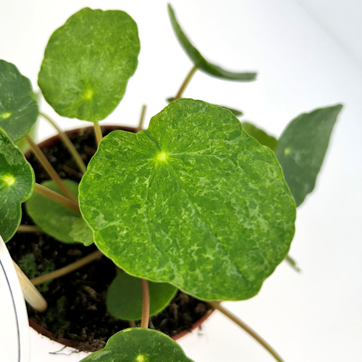 Pilea peperomioides Sugar – Milestone Garden Centre