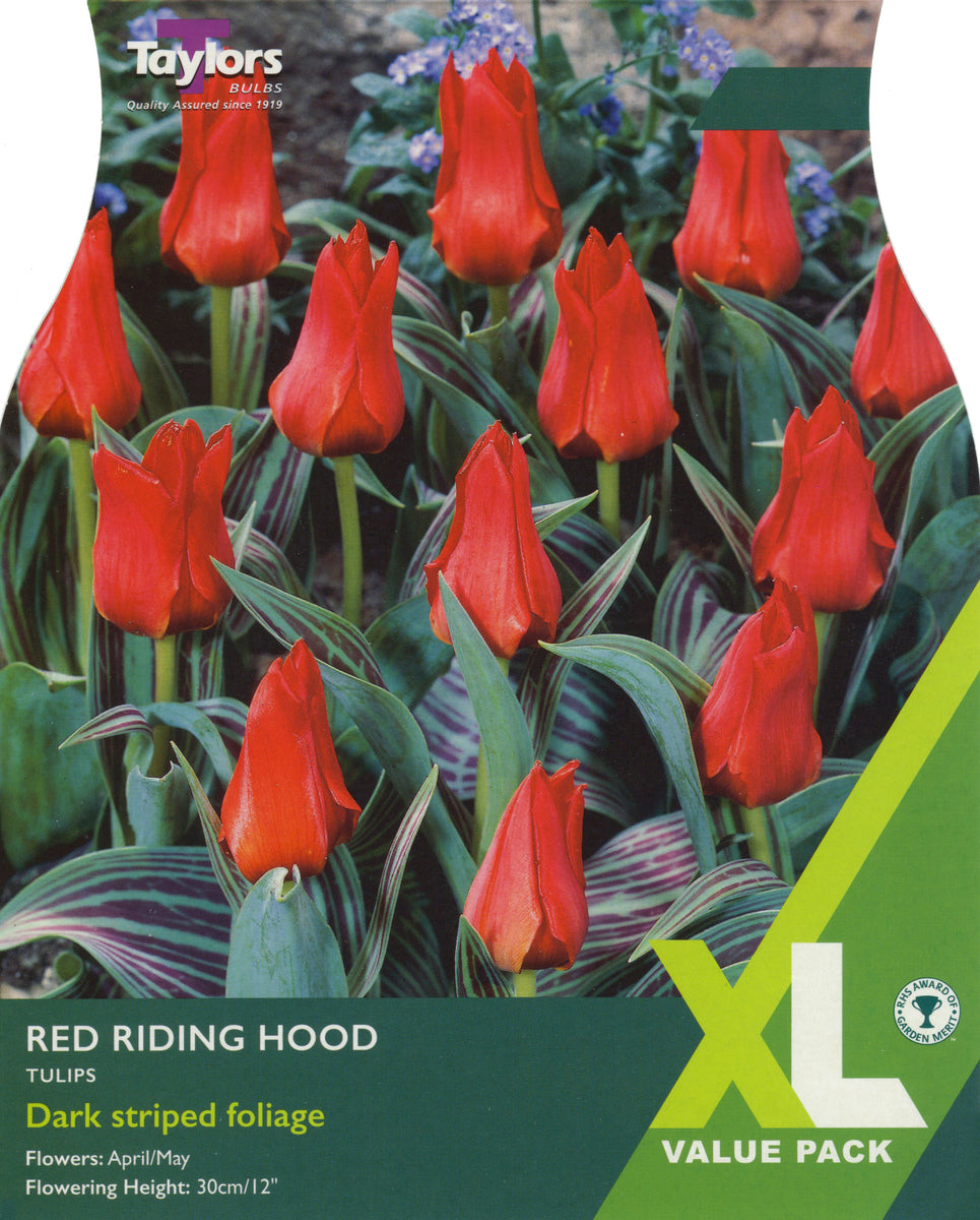 XL Tulip Red Riding Hood – Milestone Garden Centre