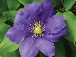Clematis Chevalier – Milestone Garden Centre